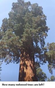 How Many Redwood Trees are Left 2026? Your Questions Answered