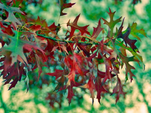 8 Best Native Trees to Plant in Raleigh - Lotusmagus