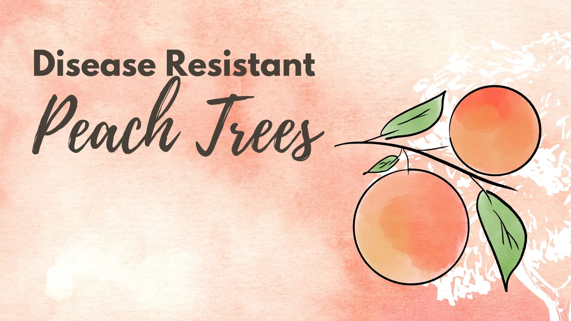 11 Most Disease Resistant Peach Trees - Lotusmagus