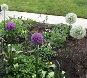 How to Plant Allium Bulbs: Planting and Caring for Allium Bulbs