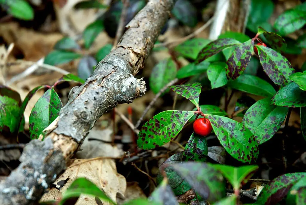Wintergreen Wonders - A Comprehensive Guide to Its Uses