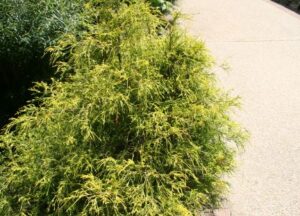 Gold Mop Cypress Planting Information -The Ultimate Guide