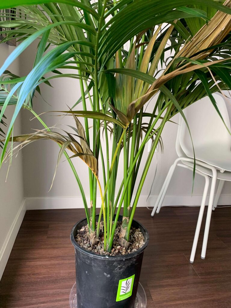 Bisakah Daun Palem Coklat Menjadi Hijau Lagi?