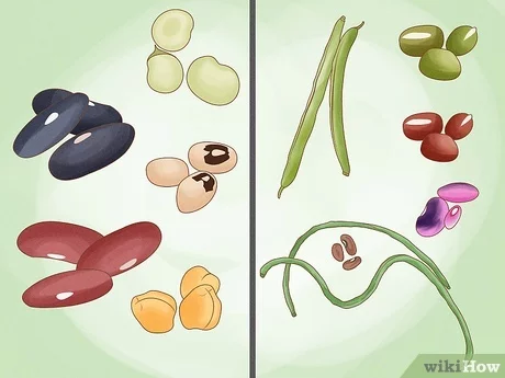 Cultivez des plants de haricots étape par étape - Lotusmagus