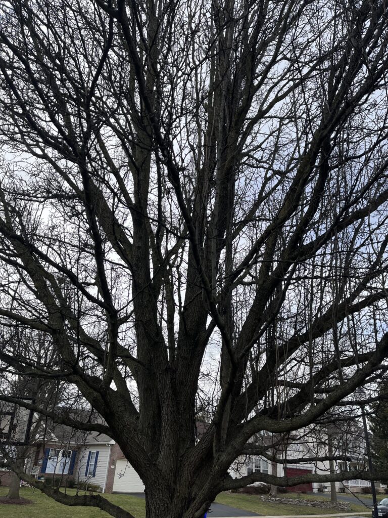 Pruning Tree in Front Yard Without Killing It