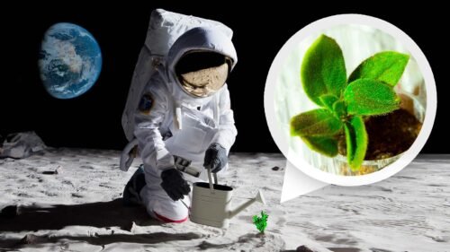 What Happens When Scientists Try to Grow Plants in Space? - Lotusmagus