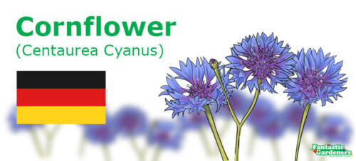Germany'S National Flower: The Cornflower And Its Symbolism
