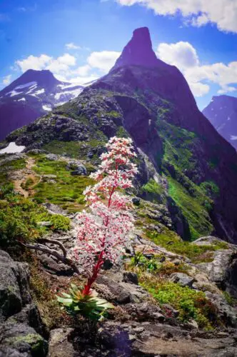 Norway'S National Flower: Bergfrue'S Symbolism And Importance