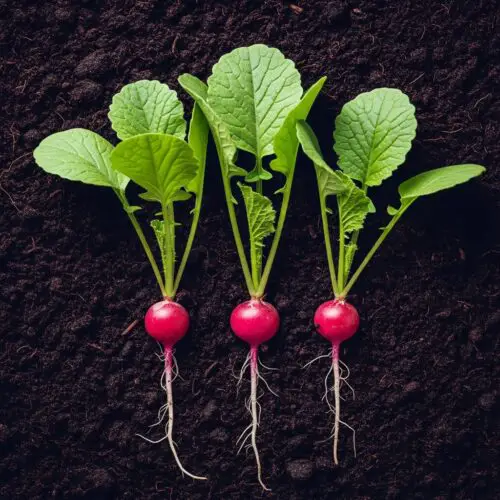 Radish Plant Growth Stages