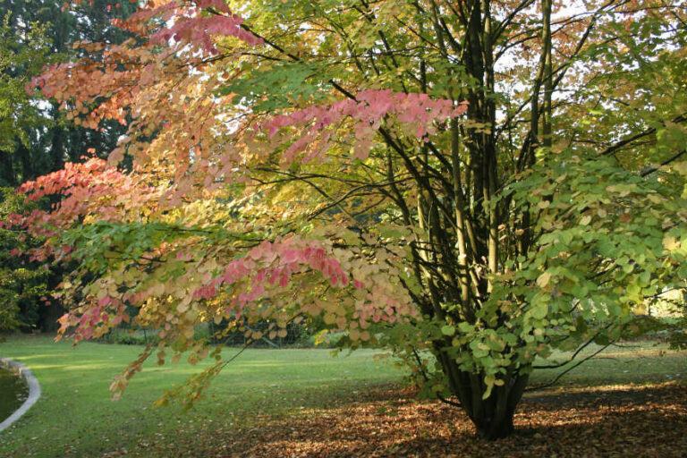 Katsura Tree Pros and Cons: A Complete Guide