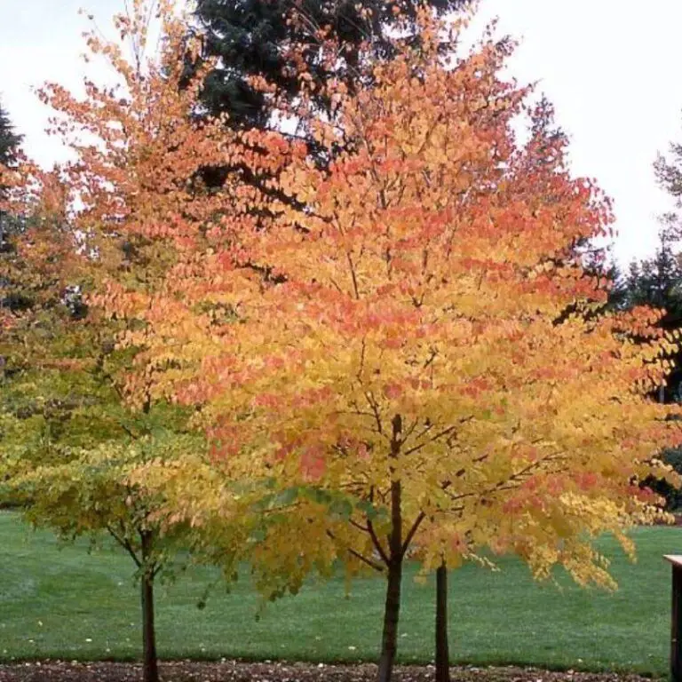 Katsura Tree Pros and Cons: A Complete Guide