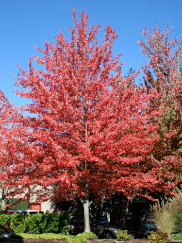 Red Sunset Maple Tree Pros and Cons: A Complete Guide