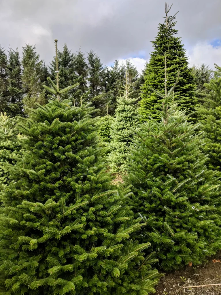 Real Christmas Tree Pros and Cons: Everything You Need to Know