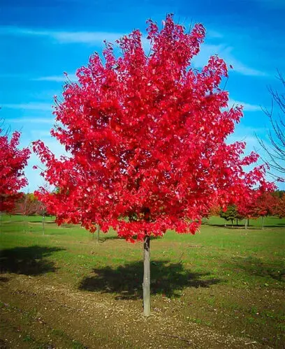 Red Sunset Maple Tree Pros and Cons: A Complete Guide