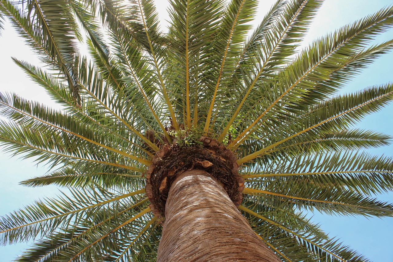 How to trim a palm tree for winter in florida