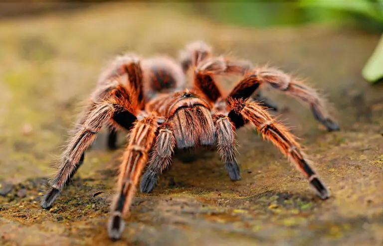Spiders With Striped Legs: Identify These Patterned Arachnids!