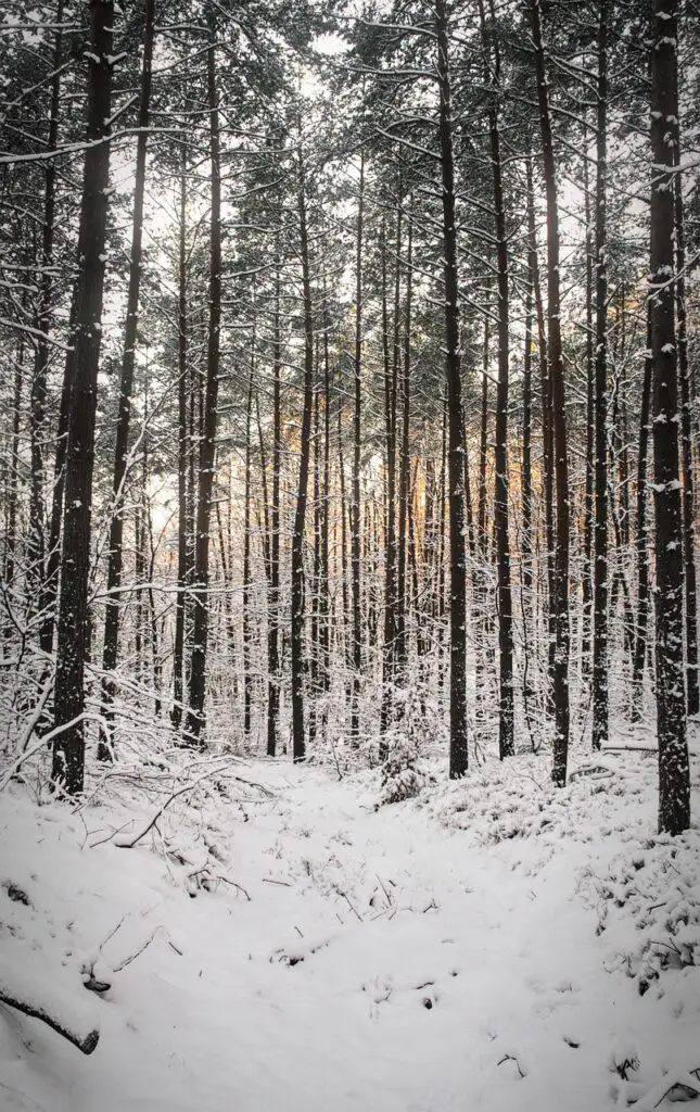 Narrow Evergreen Trees: Vertical Style for Tight Spaces!