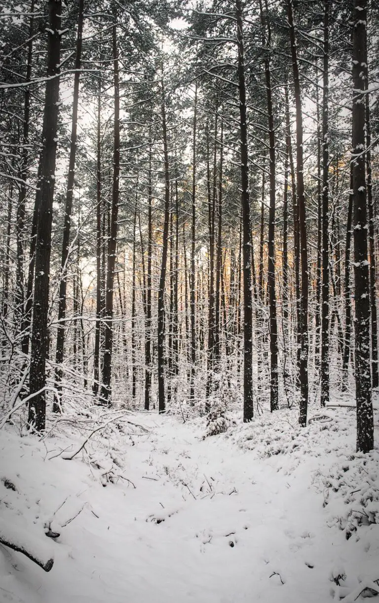 Narrow Evergreen Trees: Vertical Style for Tight Spaces!