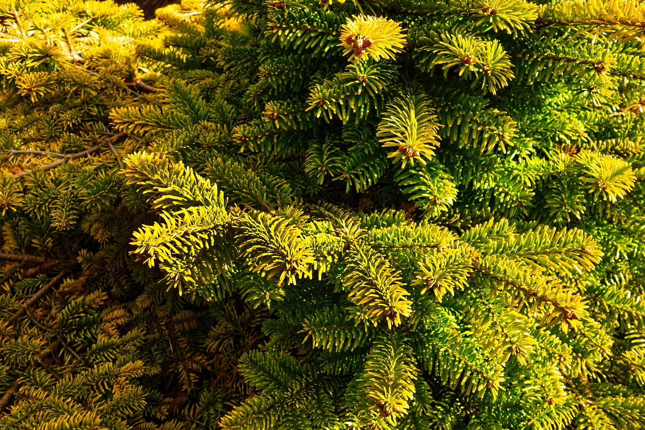 Small Dwarf Evergreen Shrubs: Year-Round Greenery, Tiny Package!