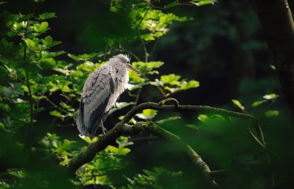 Copaci mici, impact mare: alegeri perfecte pentru amenajarea teritoriului!