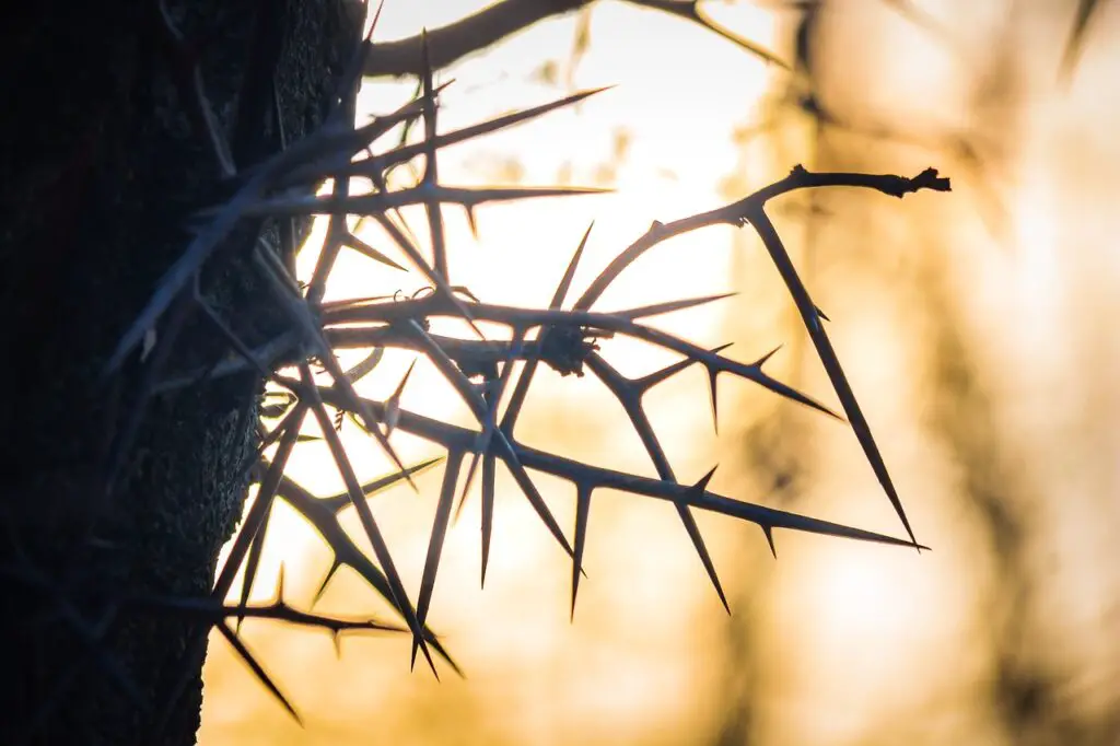 Trees With Thorns: Nature's Prickly Protectors Revealed!