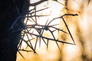 Árvores com espinhos: os protetores espinhosos da natureza revelados!