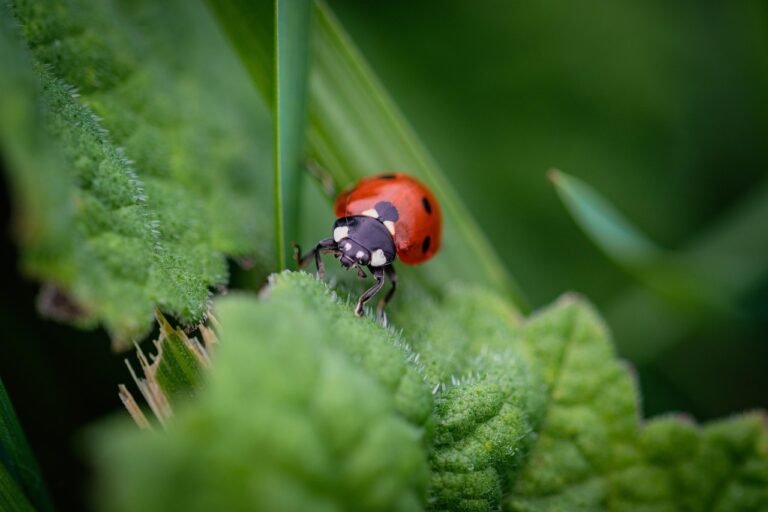Black and Orange Bugs: Boldly Colored Insects Explained!