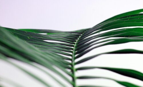 Palme piccole o nane: un tocco tropicale per ogni spazio!
