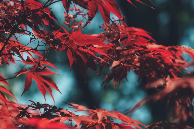 Arbres et arbustes aux baies rouges : des couleurs festives toute l'année