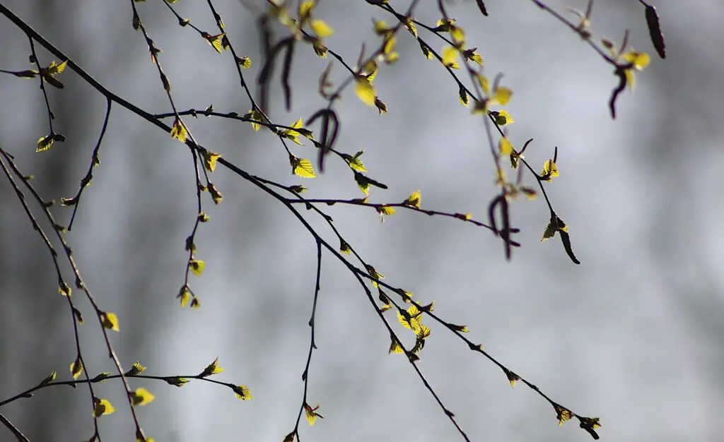Birch Tree Leaves: Identify This Classic Beauty Easily!