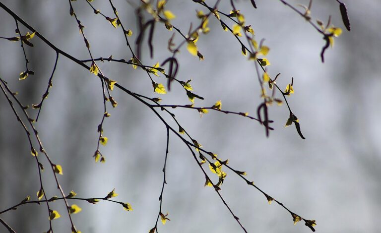 Birch Tree Leaves: Identify This Classic Beauty Easily!