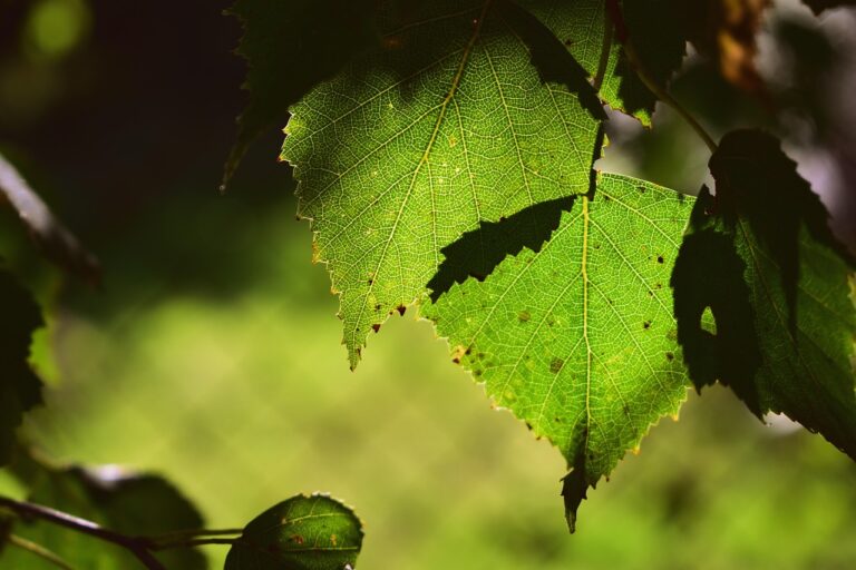 Birch Tree Leaves: Identify This Classic Beauty Easily!