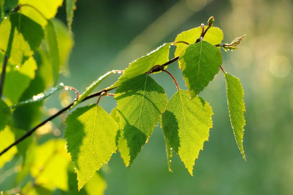Birch Tree Leaves: Identify This Classic Beauty Easily!