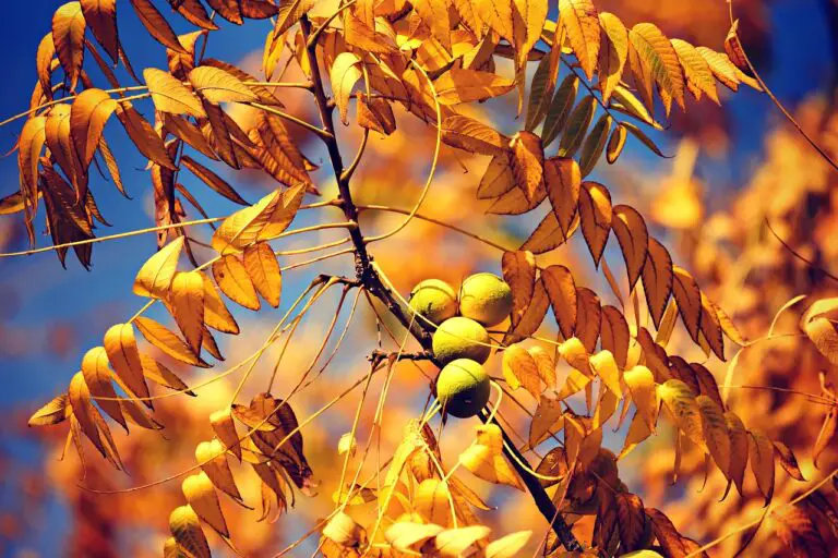 Walnut Trees Unveiled: Types, Bark, and Leaves Explained!