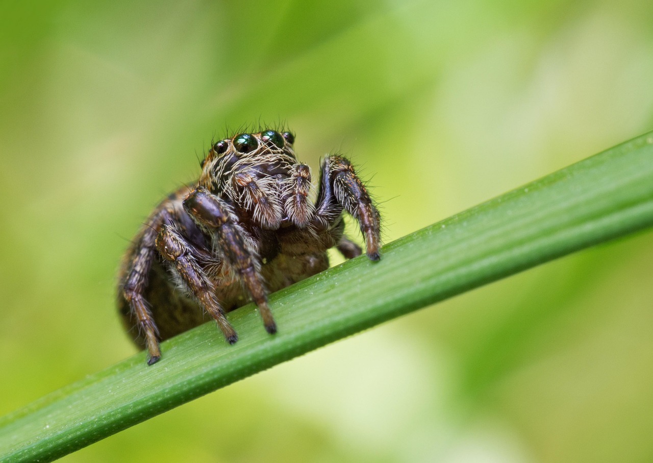 California Spiders Exposed: Arachnids of the Golden State!