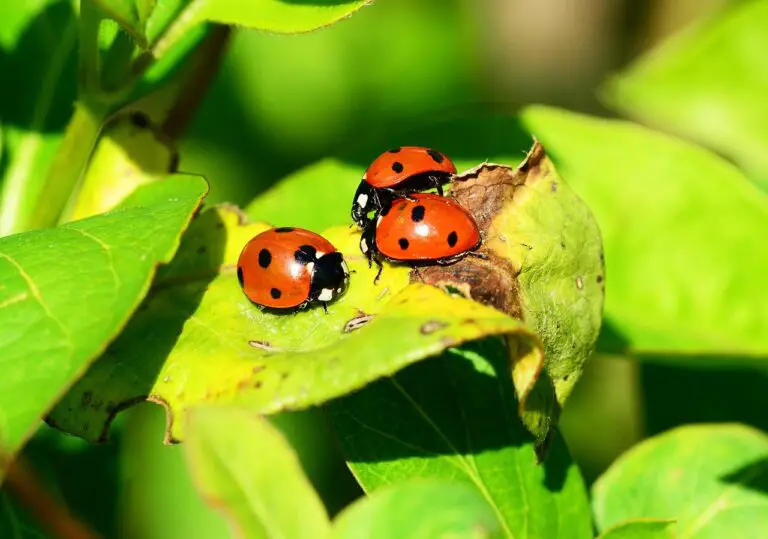 Brown Ladybugs? Yes, They Exist! Find Out Why!