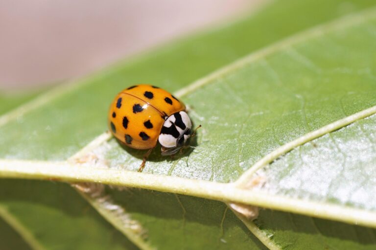 Brown Ladybugs? Yes, They Exist! Find Out Why!