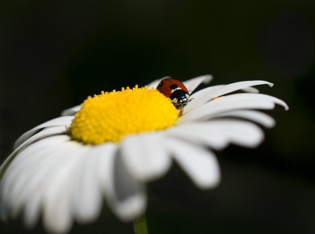 Brown Ladybugs? Yes, They Exist! Find Out Why!