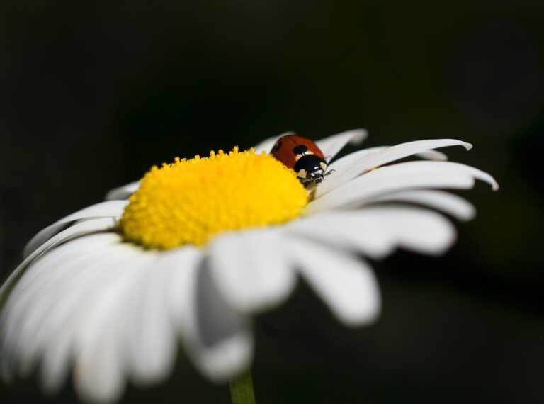 Brown Ladybugs? Yes, They Exist! Find Out Why!