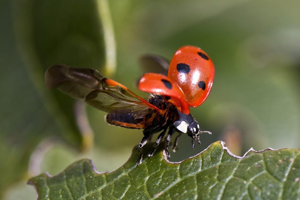 Ladybug Life Cycle Secrets: Larvae and Eggs Revealed!