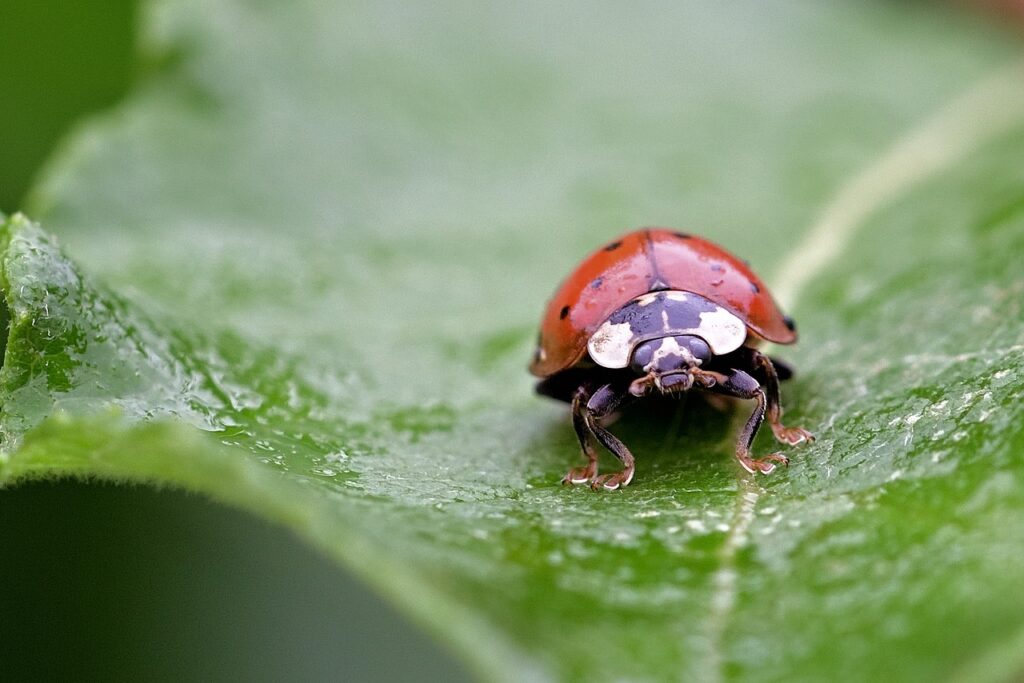 Ladybug Life Cycle Secrets: Larvae and Eggs Revealed!