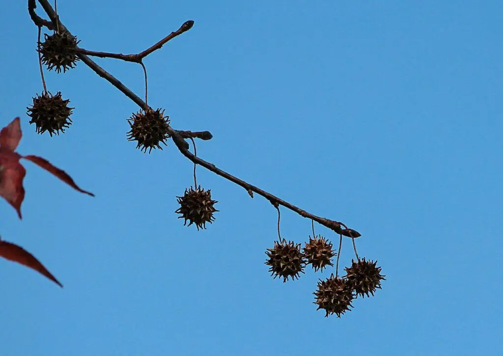 Trees With Spiky Seed Balls: Identify These Prickly Producers!