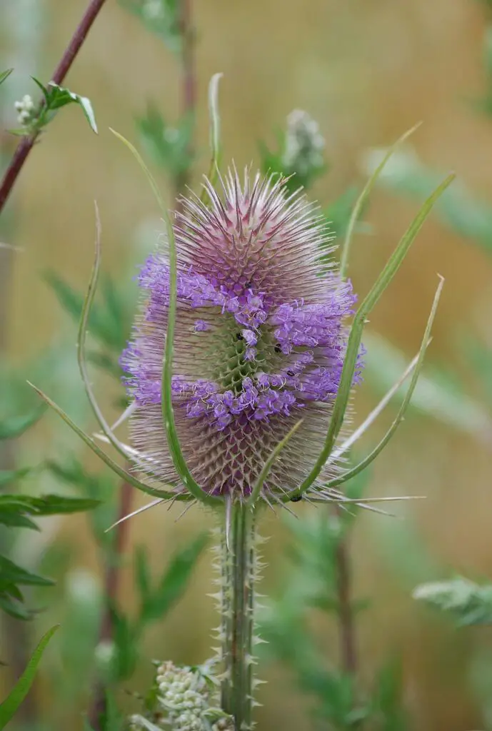 Trees With Spiky Seed Balls: Identify These Prickly Producers!