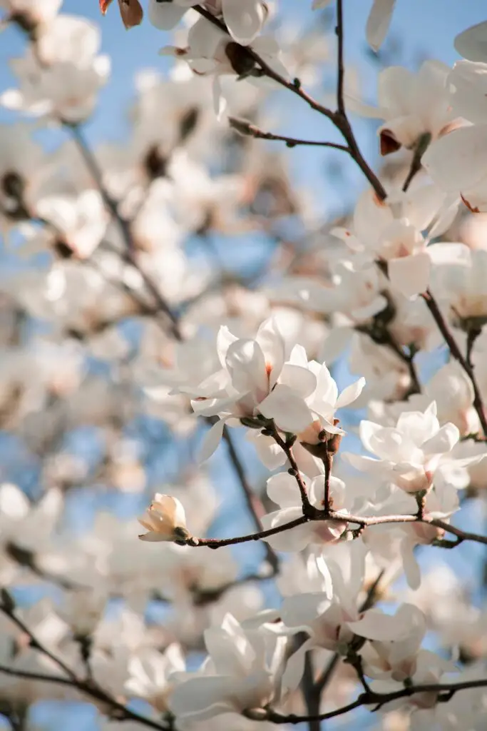Flores del árbol de magnolia: cuándo y cómo disfrutar de su plena floración
