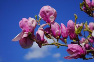 Flores del árbol de magnolia: cuándo y cómo disfrutar de su plena floración