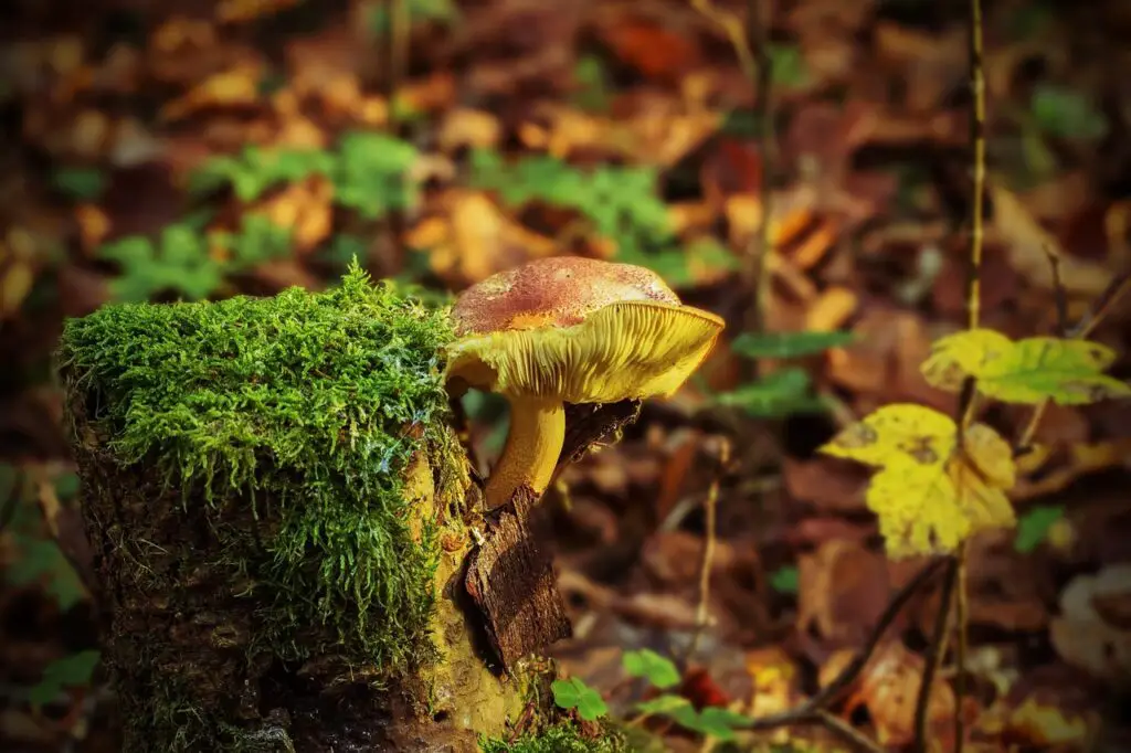 Tree Fungus Treatments That Actually Work and Save Your Trees