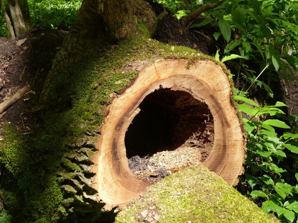 Hollow Trees: How to Spot and Prevent Damage Before It’s Too Late