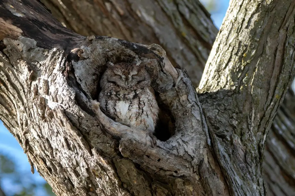 Hollow Trees: How to Spot and Prevent Damage Before It’s Too Late