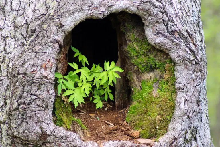 Hollow Trees: How to Spot and Prevent Damage Before It’s Too Late