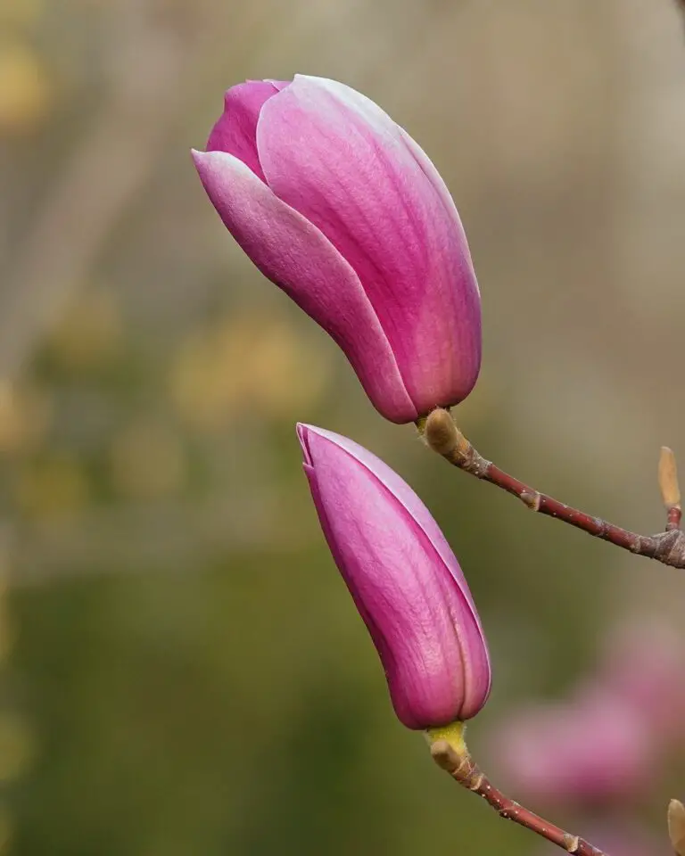 Magnolia Trees in Bloom: A Guide to Making the Most of the Season